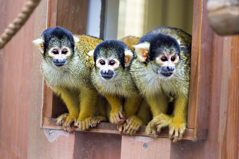 Mono calvo de Uakari imagen de archivo. Imagen de calvo - 89912545