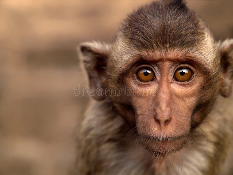 Cara Del Mono Que Frunce El Ceño Imagen de archivo - Imagen de maduro ...