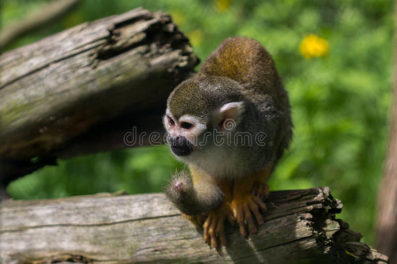 Mono O Simio Que Se Sienta En Una Roca Foto de archivo - Imagen de ...