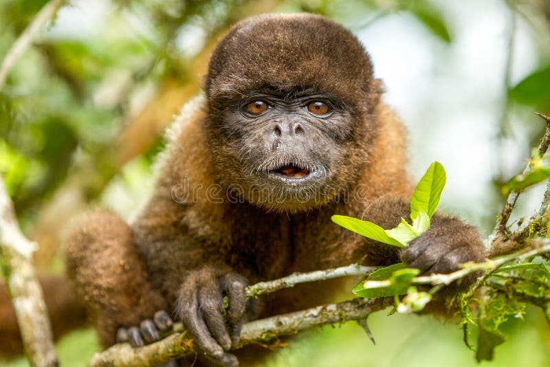 Mono Salvaje De Chorongo En Ecuador Fotos de stock - Fotos libres de ...