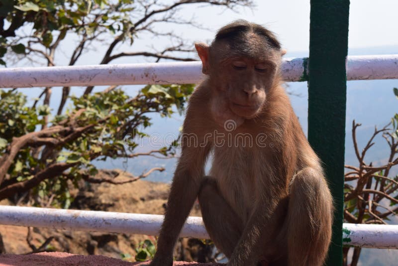 Mono Durmiendo Sentado En India Imagen de archivo - Imagen de mono ...