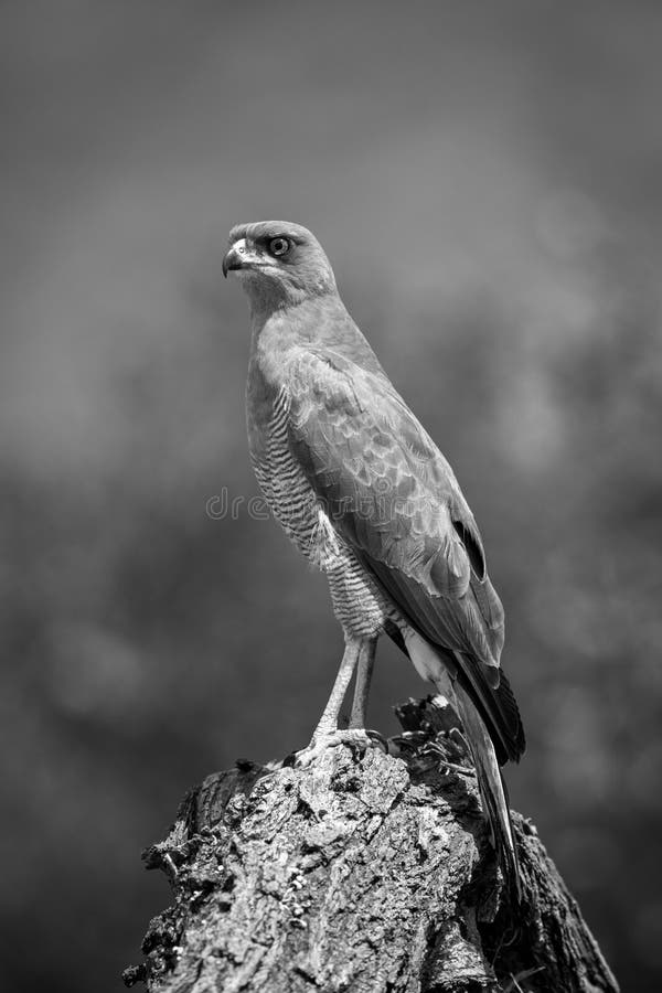Mono Eastern Chanting Goshawk on Tree Stump Stock Photo - Image of ...