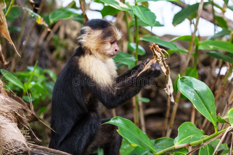 Mono en Costa Rica foto de archivo. Imagen de rural - 108864042