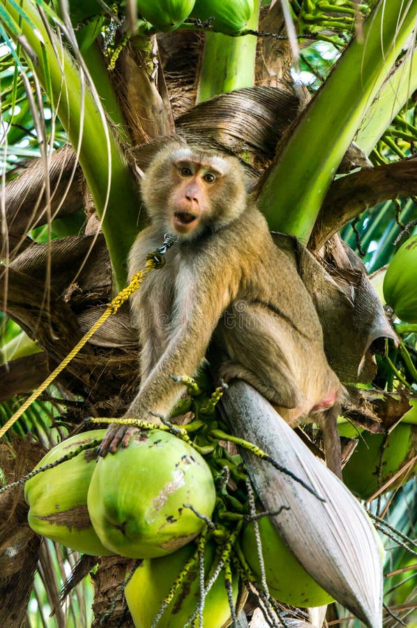 Un Mono Con Un Coco En El Salvaje, Indonesia La Isla De Vagos Foto de ...