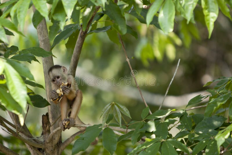 Mono en el Amazonas foto de archivo. Imagen de brasil - 37669688