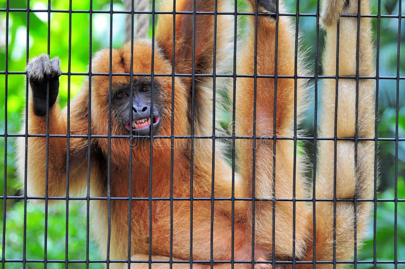 Mono feliz foto de archivo. Imagen de florida, monos - 21189756