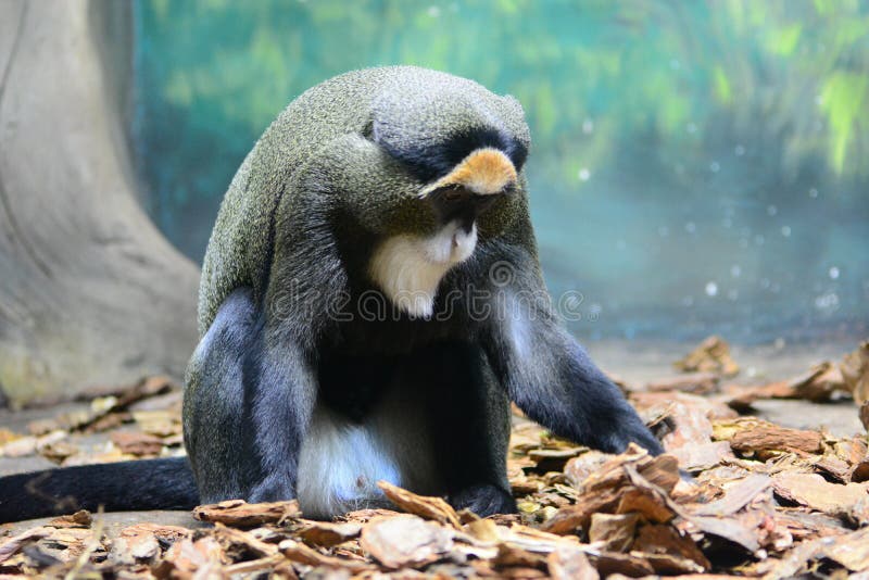 El mono grande imagen de archivo. Imagen de exterior, gris - 5643553