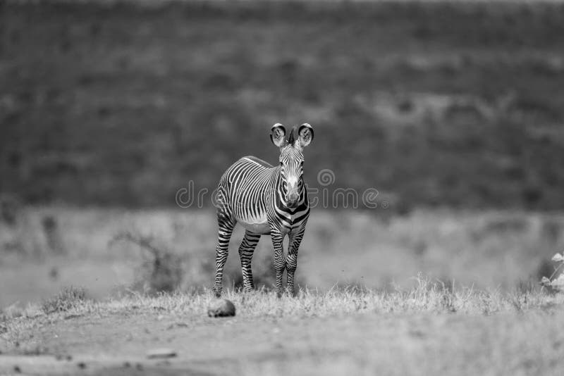 Mono Grevy Zebra on Horizon Watching Camera Stock Photo - Image of ...