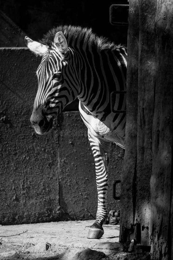 Mono Grevy Zebra Standing in Sunny Barn Stock Photo - Image of zebra ...