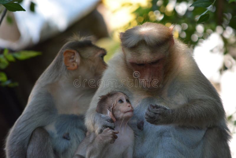 Mono infantil foto de archivo. Imagen de infante, lindo - 135877254