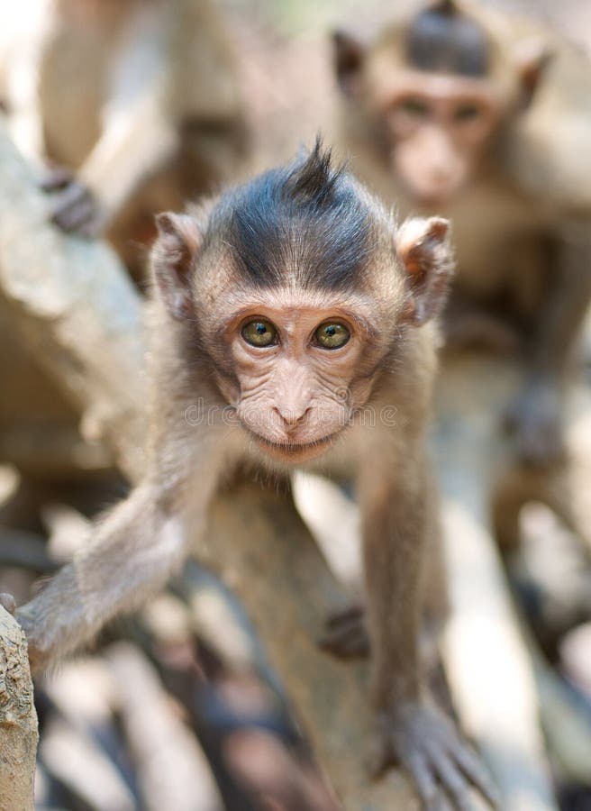 Mono infantil lindo imagen de archivo. Imagen de bebé - 43036221