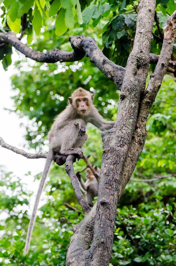 Mono Trepando Por La Colina Foto de archivo - Imagen de escalada, fauna ...