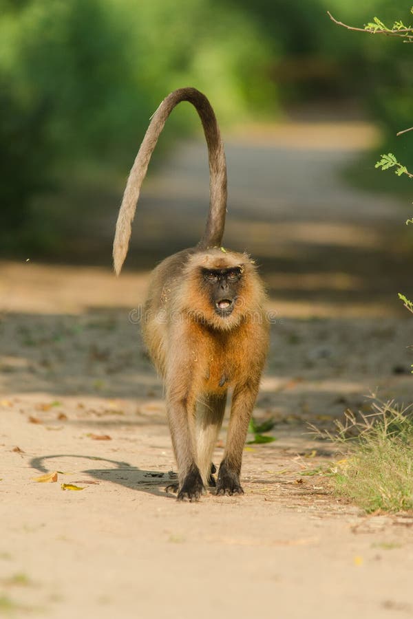 Langur De Nilgiri - Trachypithecus Johnii Que Se Sienta En Una Rama De ...