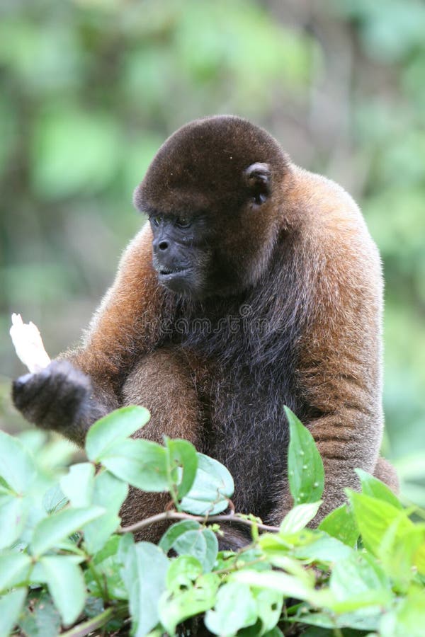 Mono Con El árbol Que Sube Encrespado De La Cola Foto de archivo ...