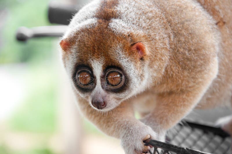 Mono lento de los loris imagen de archivo. Imagen de fauna - 21767845