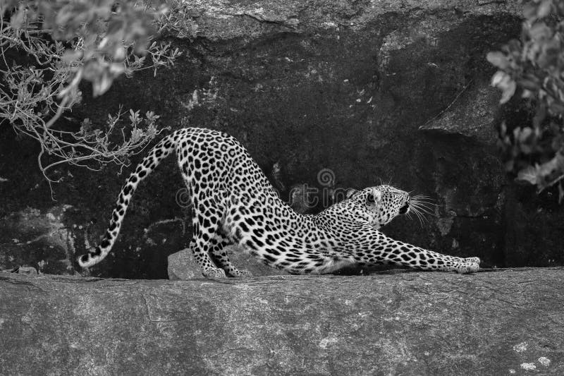Mono Leopard between Bushes on Rocky Ledge Stock Photo - Image of ...