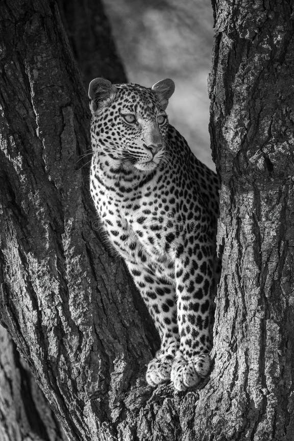 Mono Leopard Looking Right from Tree Fork Stock Image - Image of ...