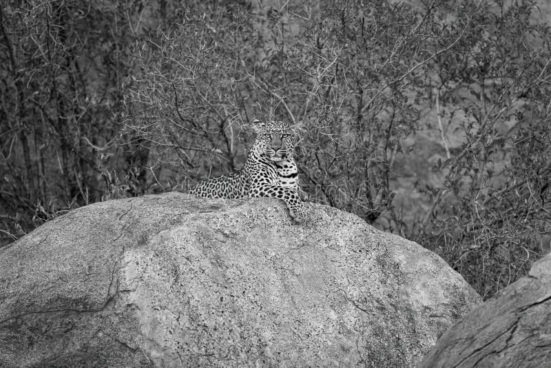 Mono Leopard on Rock with Bushes Behind Stock Photo - Image of noir ...
