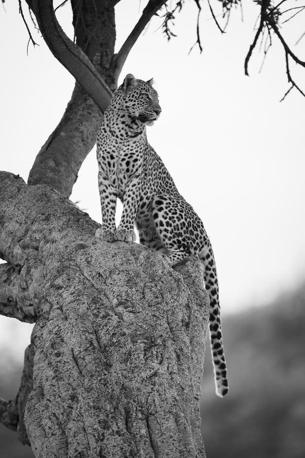 Mono Leopard Sits in Tree Turning Head Stock Photo - Image of leaves ...