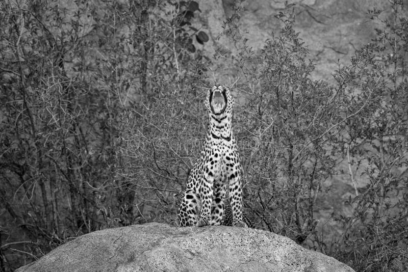 Mono Leopard Yawning on Rock Near Bushes Stock Image - Image of five ...
