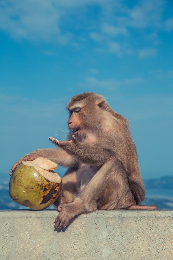 Mono Lindo Que Come El Coco Foto de archivo - Imagen de tailandia ...