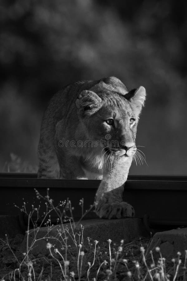Mono Lion Cub Crosses Railway at Sunrise Stock Photo - Image of park ...