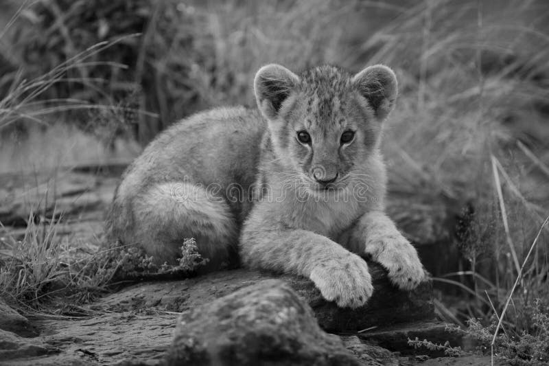 Mono Lion Cub on Rock Watching Camera Stock Photo - Image of mara ...