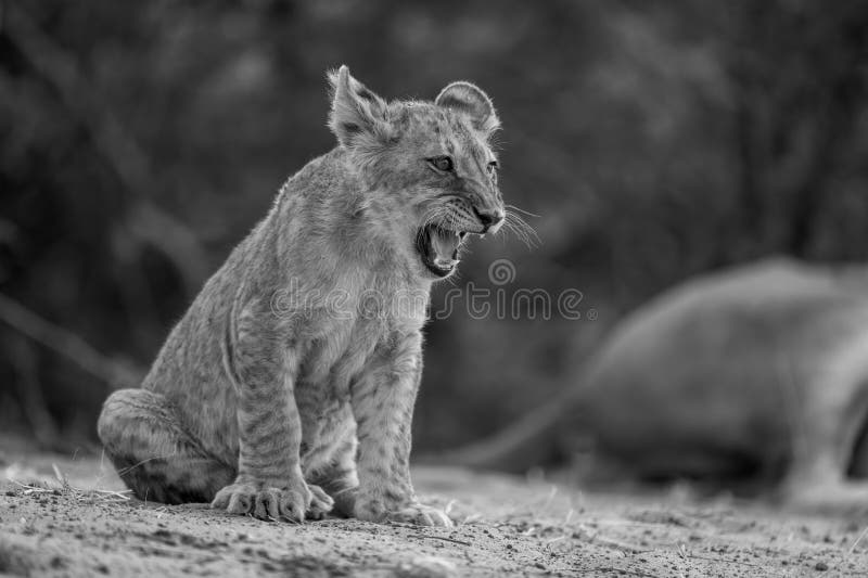 Mono Lion Cub Sits Yelping on Sand Stock Image - Image of african ...