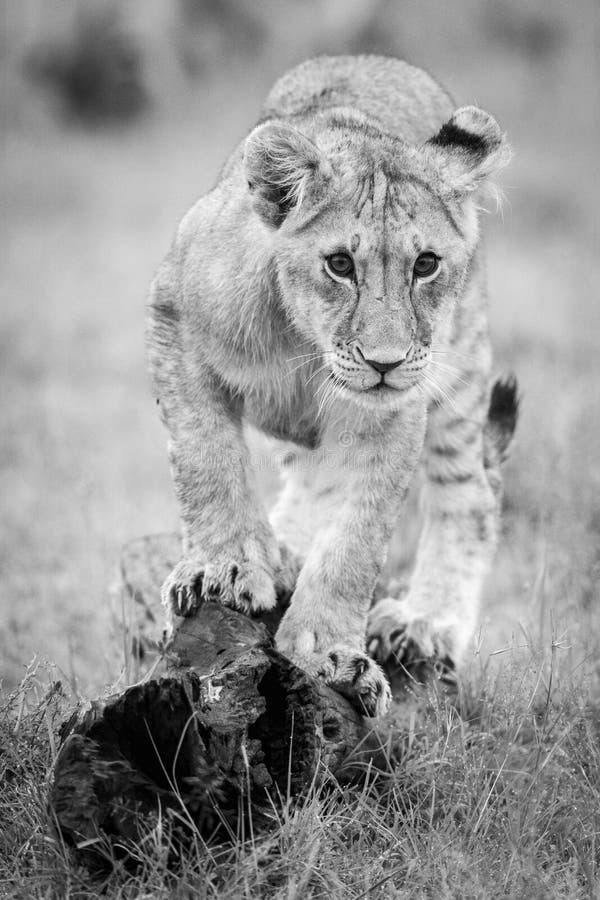 Mono Lion Cub Stands on Log Staring Stock Image - Image of lion ...