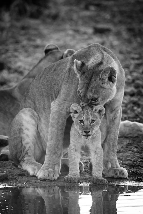 Mono Lioness Nuzzling Cub by Water Hole Stock Photo - Image of feline ...