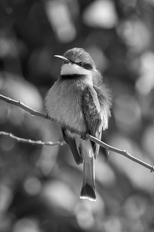 Mono Little Bee Eater Tree Catchlight Stock Photos - Free & Royalty ...