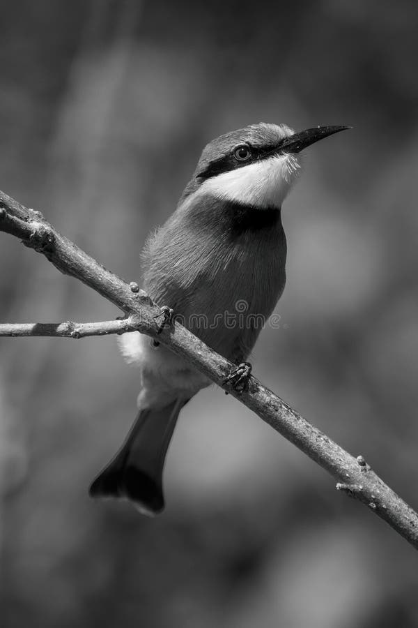 Mono Little Bee-eater Showing Catchlight on Branch Stock Image - Image ...