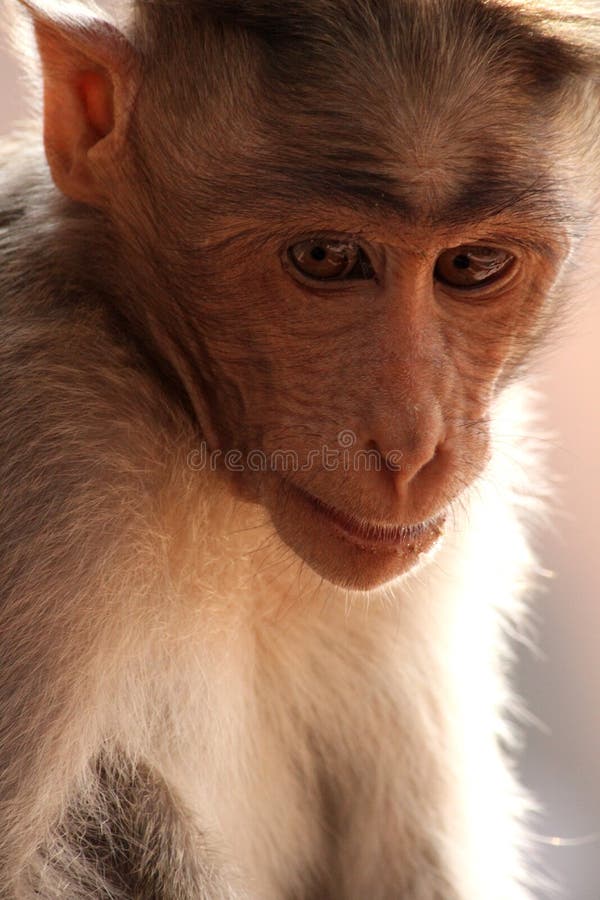 Mono Macaco Bonnet En Badami Fort Foto de archivo - Imagen de sentada ...