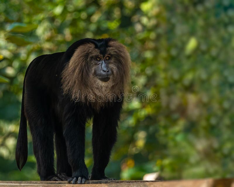 Mono Macaco De Cola Lionada De Pie Con Una Mirada Seria Foto de archivo ...