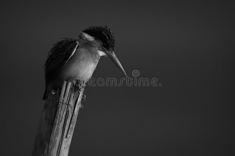 Mono Malachite Kingfisher Tilts Head on Post Stock Photo - Image of ...