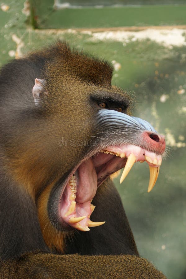 Colmillos de Mandrill imagen de archivo. Imagen de criatura - 12674121