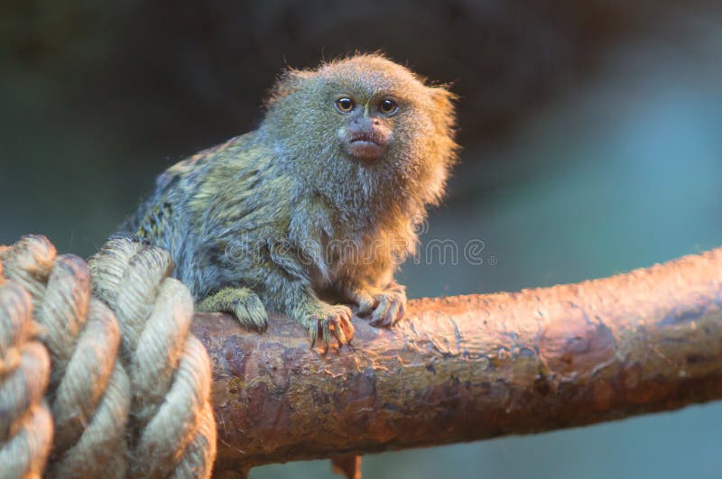 Mono miniatura foto de archivo. Imagen de miniatura, lanas - 62146348