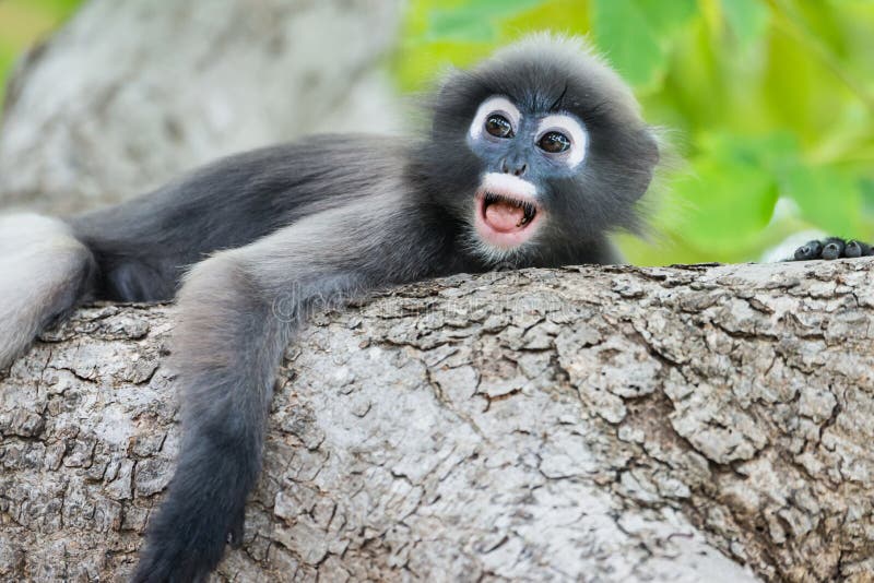 Mono muy solo imagen de archivo. Imagen de reid, mono - 111244187