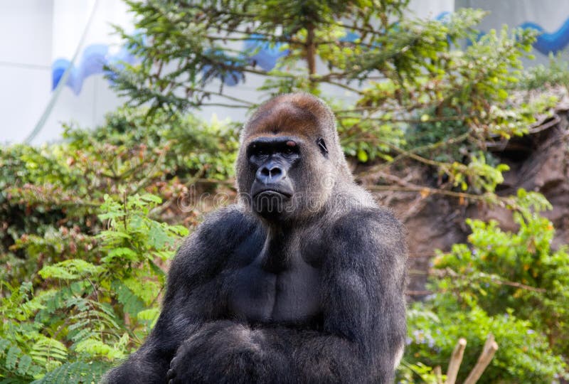 Mono negro grande imagen de archivo. Imagen de primer - 23801507