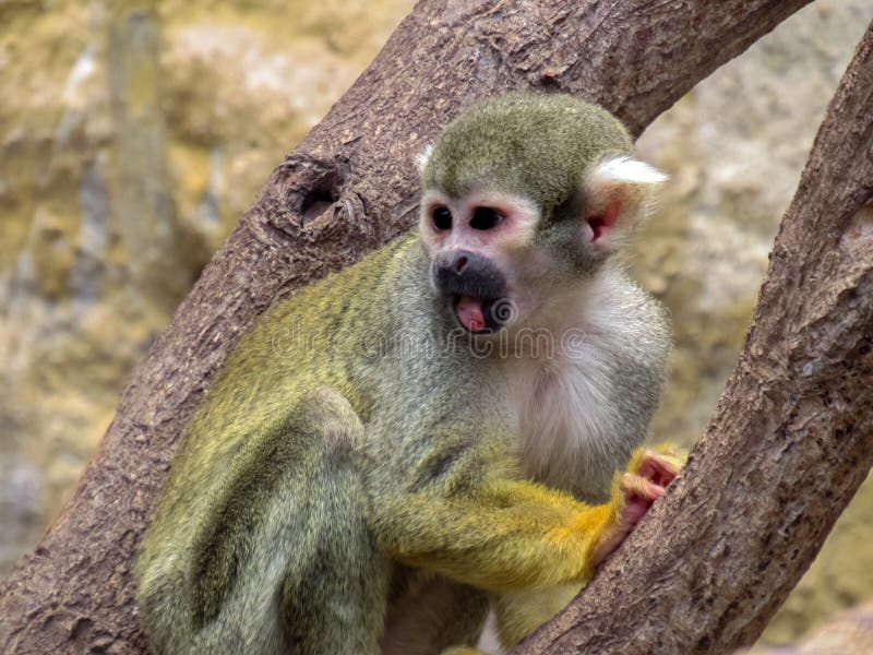 Mono asustado imagen de archivo. Imagen de dientes, mamífero - 15219941