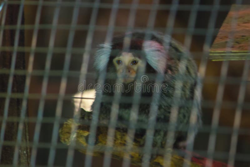 Mono pobre en una jaula foto de archivo. Imagen de cerca - 112998424