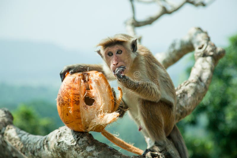 Mono que come el coco foto de archivo. Imagen de primate - 48655866