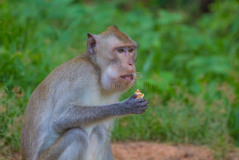 Mono Que Come La Comida En Bosque Foto de archivo - Imagen de cubo ...