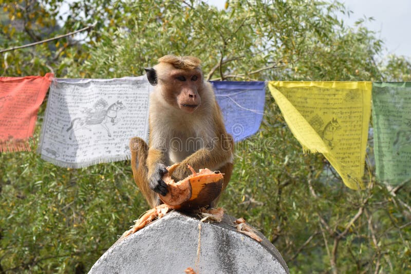 Mono Que Come Un Coco Del Rey Imagen de archivo - Imagen de coco, fauna ...