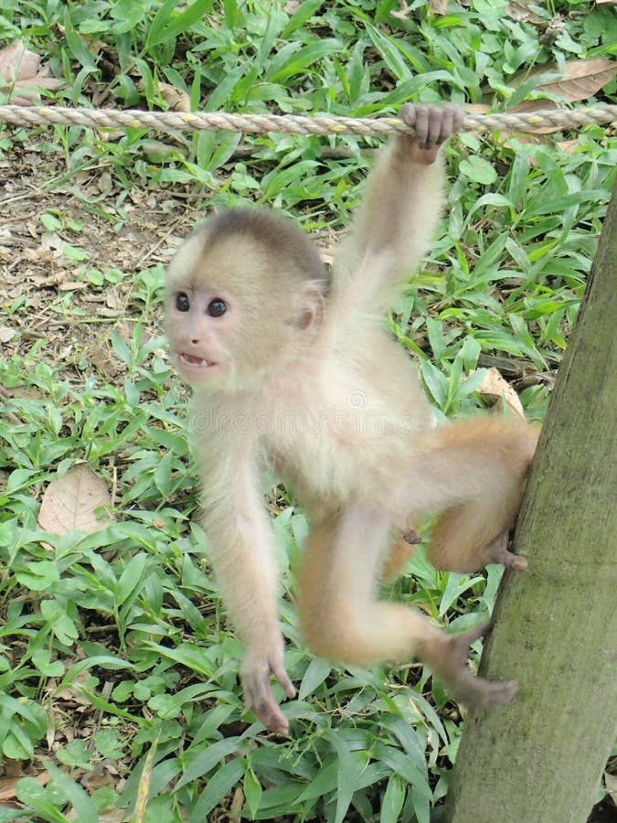 Colgando Alrededor, Mono De Ardilla, Selva Tropical Del Amazonas Foto ...