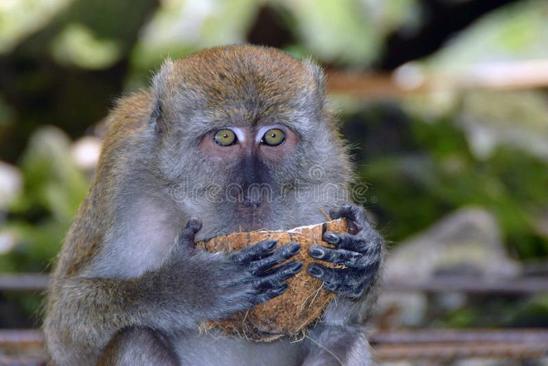 Mono Que Lleva a Cabo Un Shell Del Coco Foto de archivo - Imagen de ...
