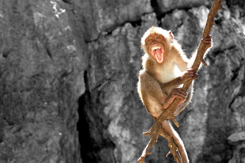 Mono Que Rabia Y Feroz En árbol Foto de archivo - Imagen de rhesus ...