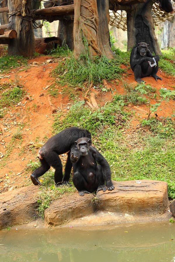 Mono Que Se Sienta En El Río Foto de archivo - Imagen de feliz, gente ...