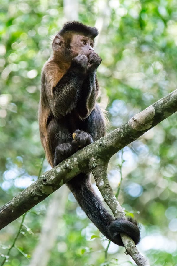 Mono Que Se Sienta En La Selva Foto de archivo - Imagen de verde ...
