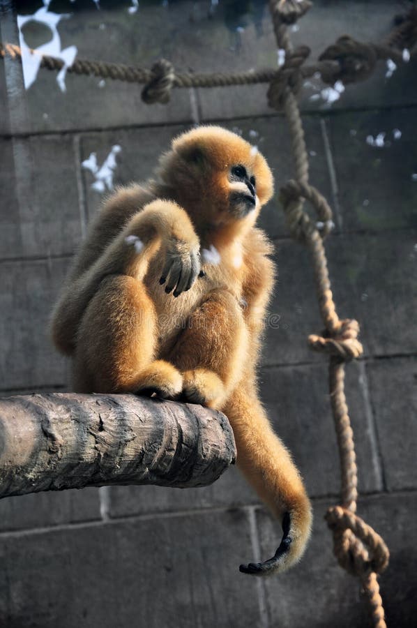 Mono Que Se Sienta En Una Rama Imagen de archivo - Imagen de mono ...